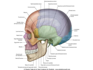 lateralis and frontalis-lecture 2.pptx