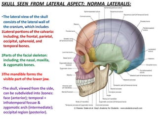 lateralis and frontalis-lecture 2.pptx