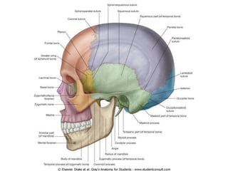 lateralis and frontalis-lecture 2.pptx
