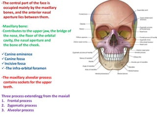 lateralis and frontalis-lecture 2.pptx