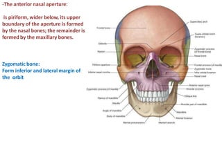 lateralis and frontalis-lecture 2.pptx