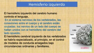 Lateralización del cerebro. | PPTX