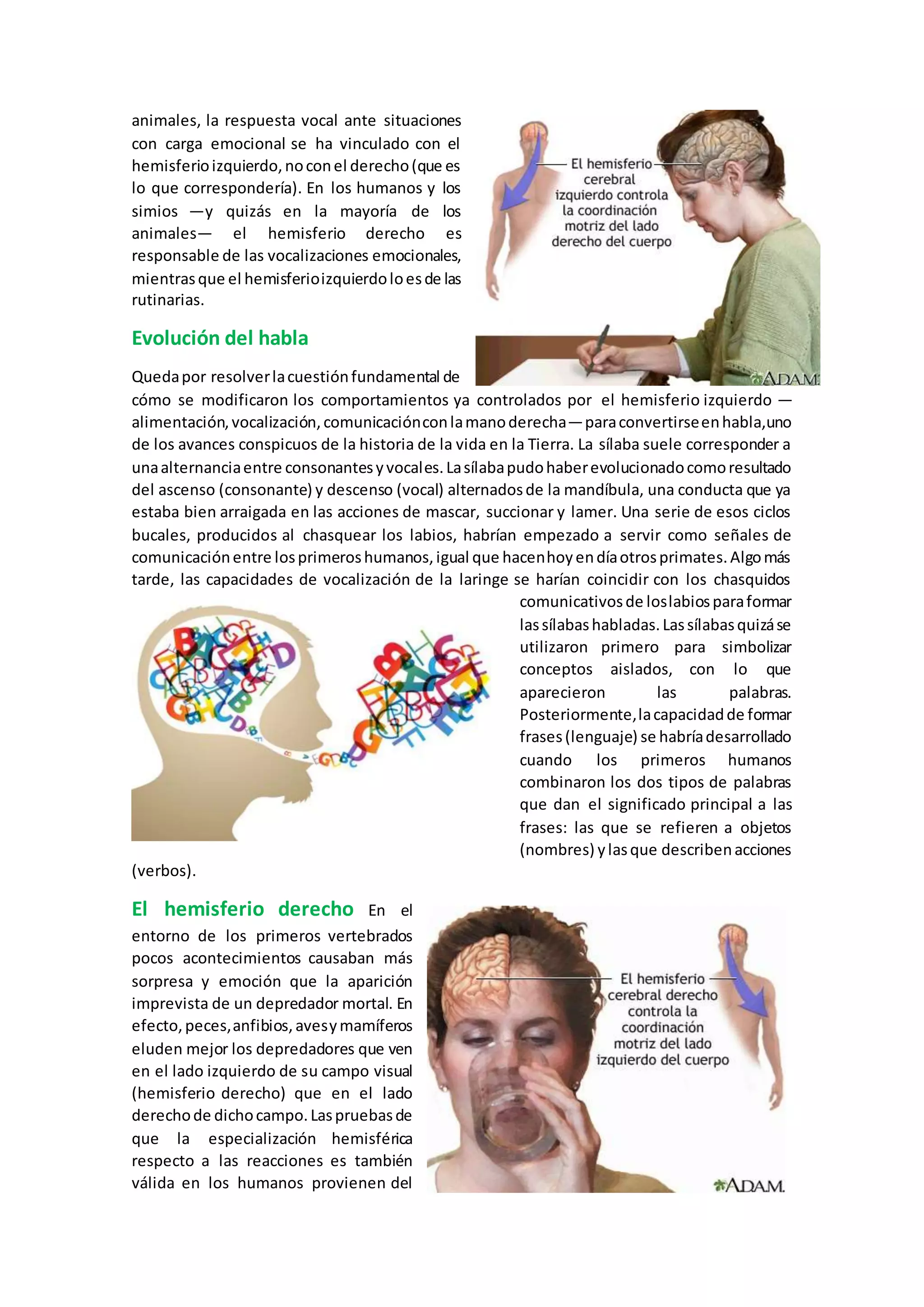 Lateralización del cerebro | DOCX