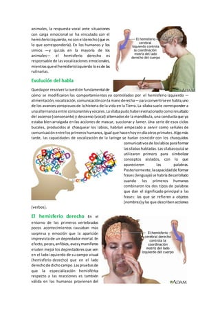 Lateralización del cerebro | DOCX