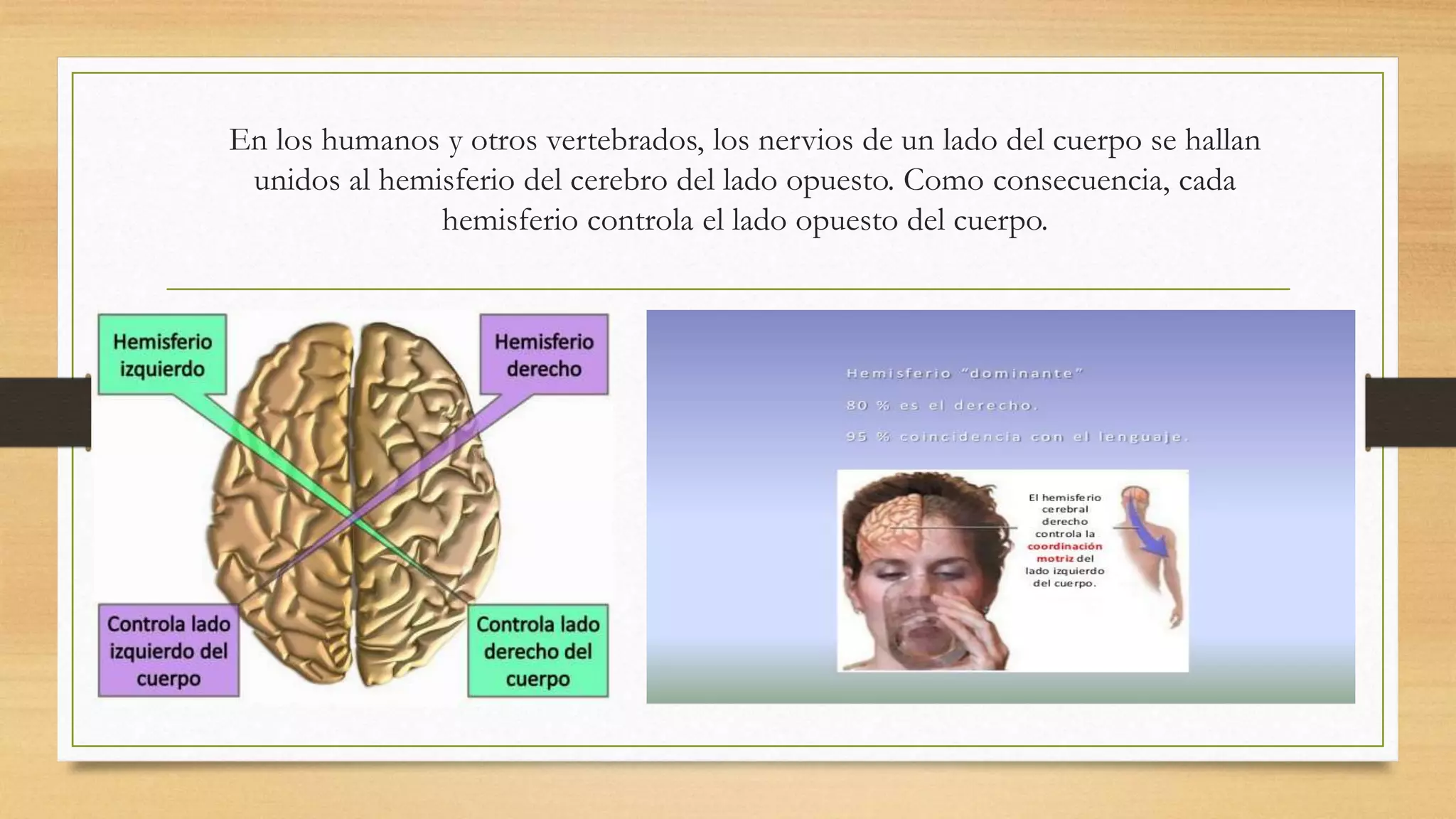 Lateralización del cerebro | PPT