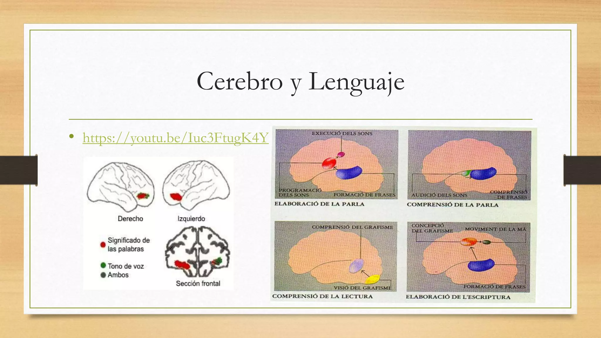 Lateralización del cerebro | PPT