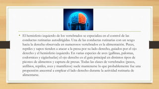 Lateralización del cerebro | PPTX