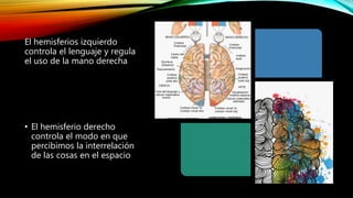 Lateralización del cerebro | PPTX
