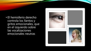 Lateralización del cerebro | PPTX