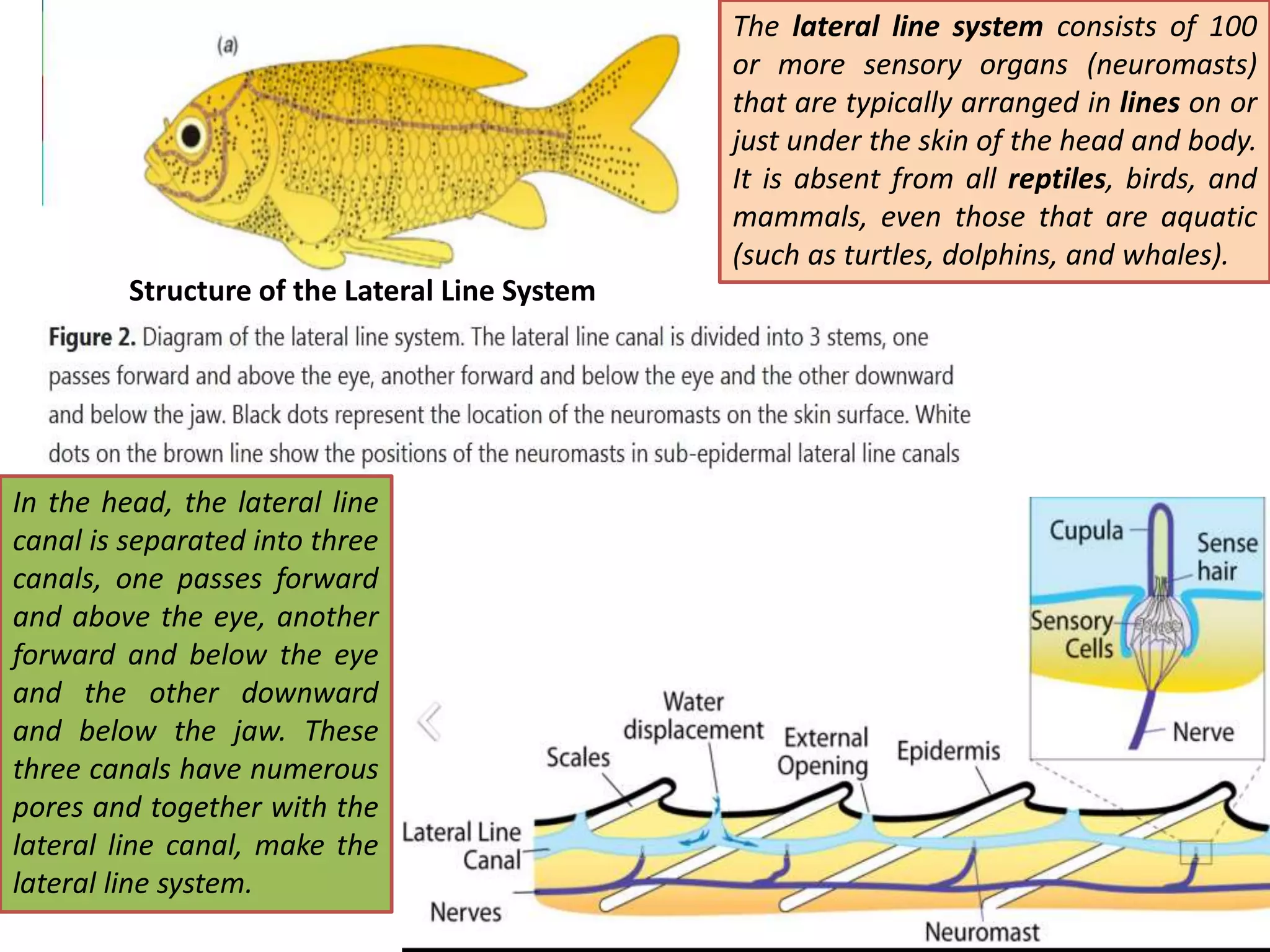 Lateral line system | PPTX