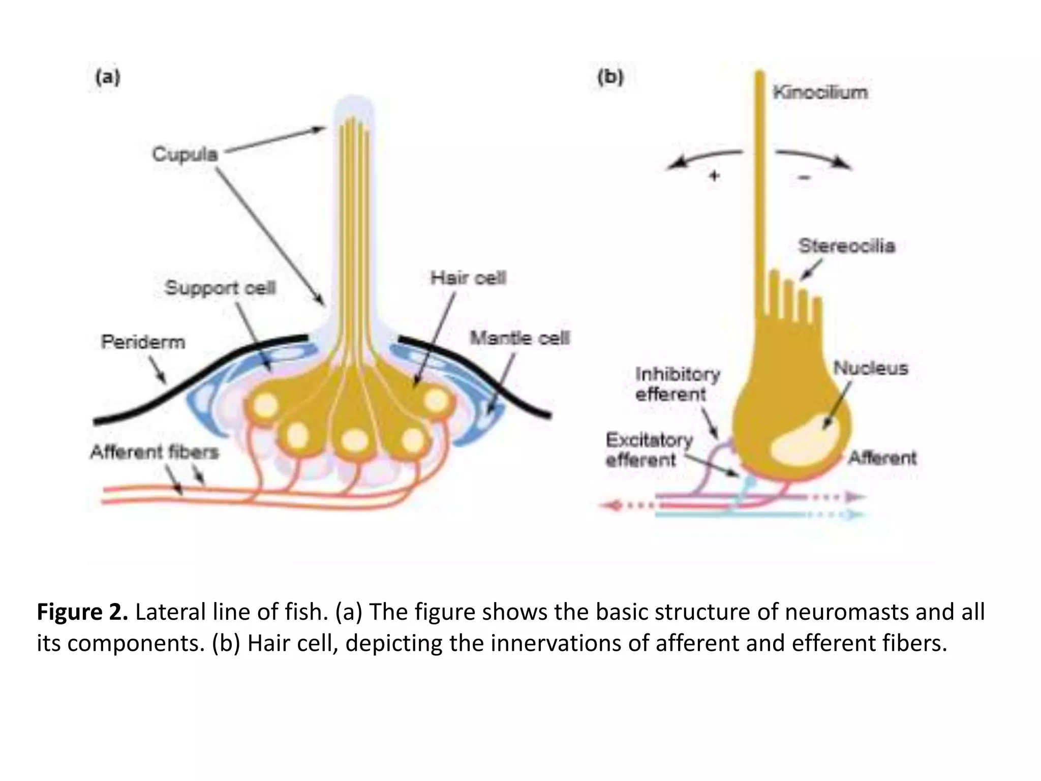 Lateral line system | PPTX