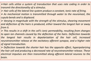 Lateral line system | PPTX