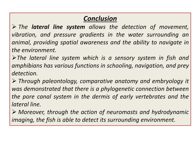 Lateral line system | PPTX | Brain and Nervous System Disorders ...
