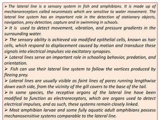 Lateral line system | PPTX