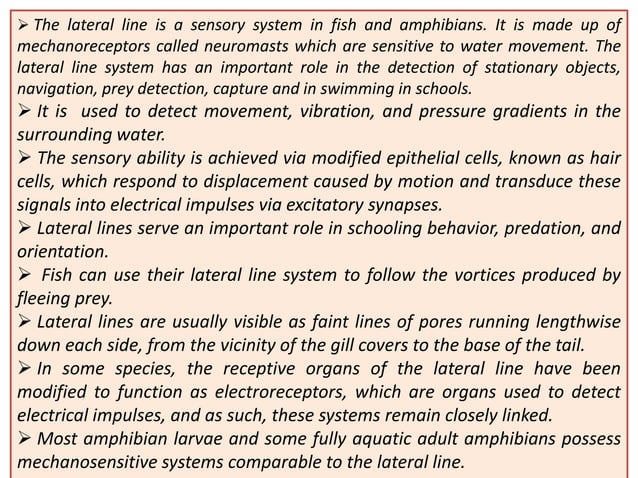 Lateral line system | PPTX | Brain and Nervous System Disorders ...