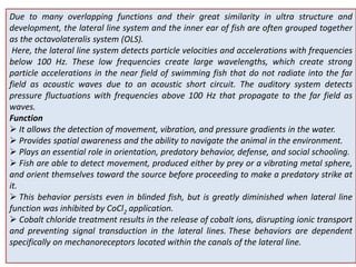 Lateral line system | PPTX
