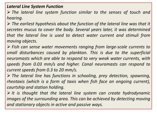 Lateral line system | PPTX