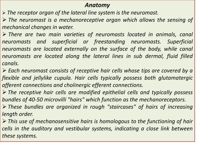 Lateral line system | PPTX | Brain and Nervous System Disorders ...