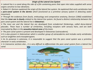 Lateral line system | PPTX
