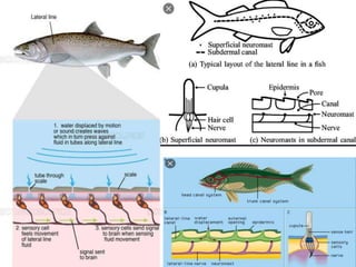 Lateral line system | PPTX