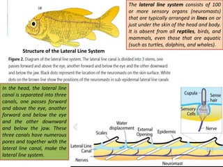 Lateral line system | PPTX | Brain and Nervous System Disorders ...