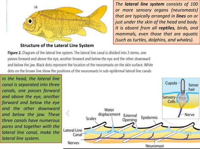 Lateral line system | PPTX | Brain and Nervous System Disorders ...