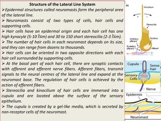 Lateral line system | PPTX