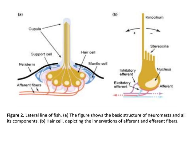 Lateral line system | PPTX | Brain and Nervous System Disorders ...