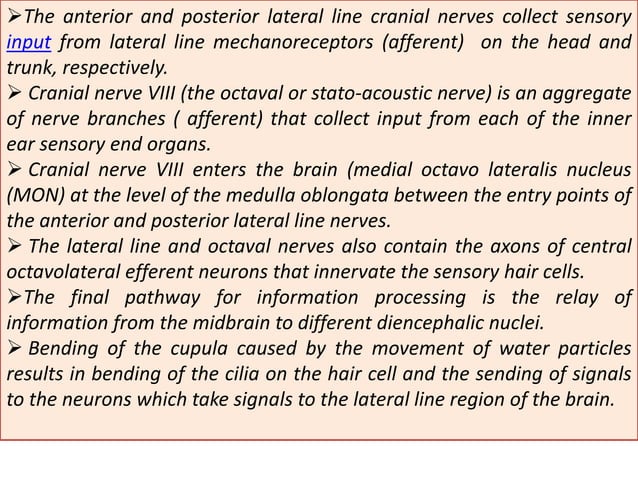 Lateral line system | PPTX | Brain and Nervous System Disorders ...