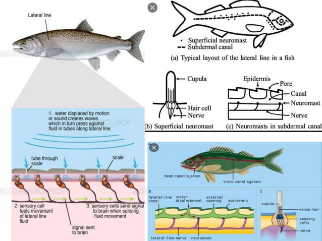 Lateral line system