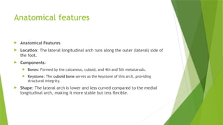Lateral longitudinal Arch presentation for 1st year mbbs | PPTX
