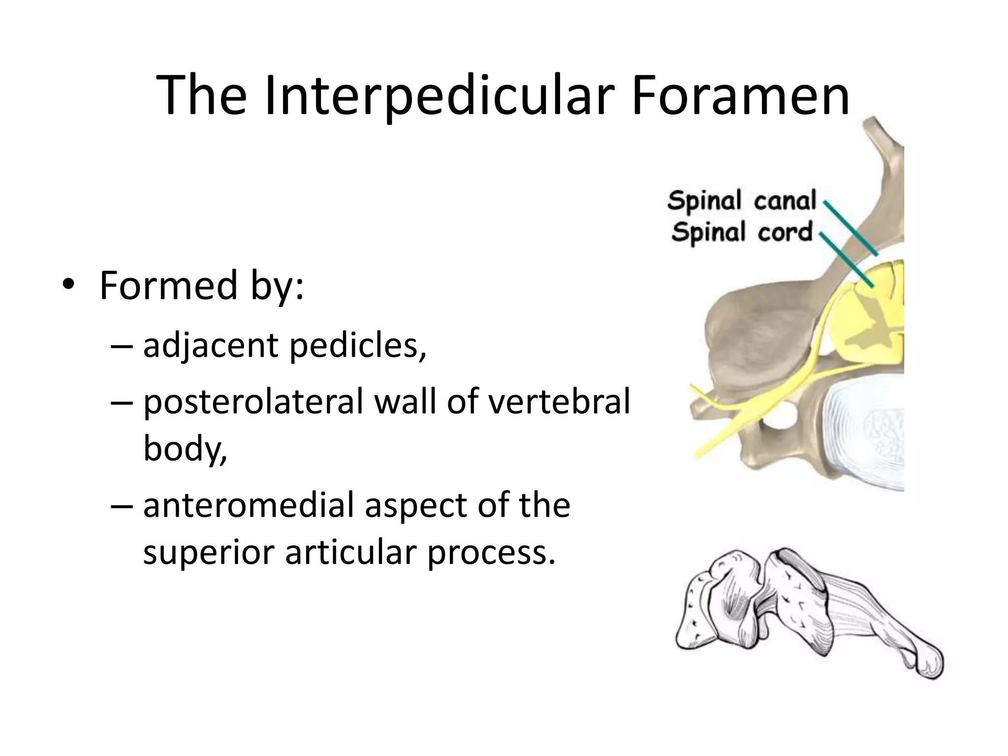 Lateral mass screws | PPSX