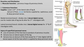 Lateral & posterior compartment of leg | PPTX