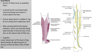 Lateral & posterior compartment of leg | PPTX