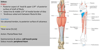 Lateral & posterior compartment of leg | PPTX