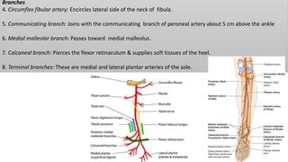 Lateral & posterior compartment of leg | PPTX