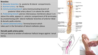 Lateral & posterior compartment of leg | PPTX