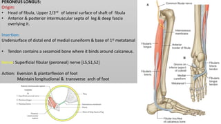 Lateral & posterior compartment of leg | PPTX