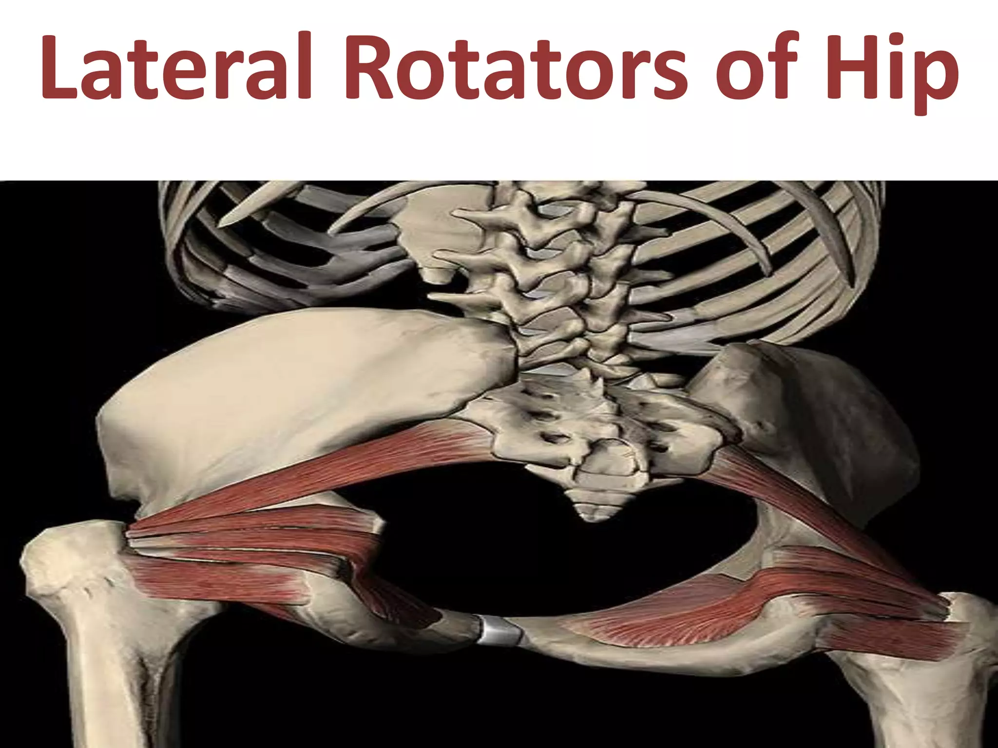 Lateral rotaters of hip | PPT | Free Download
