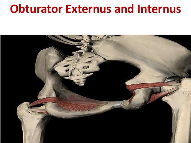 Lateral rotaters of hip