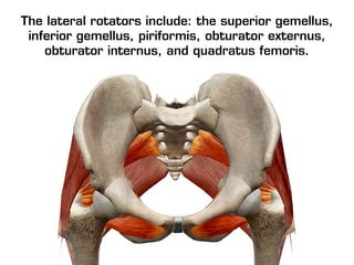 Giải phẫu người - Human anatomy | PDF