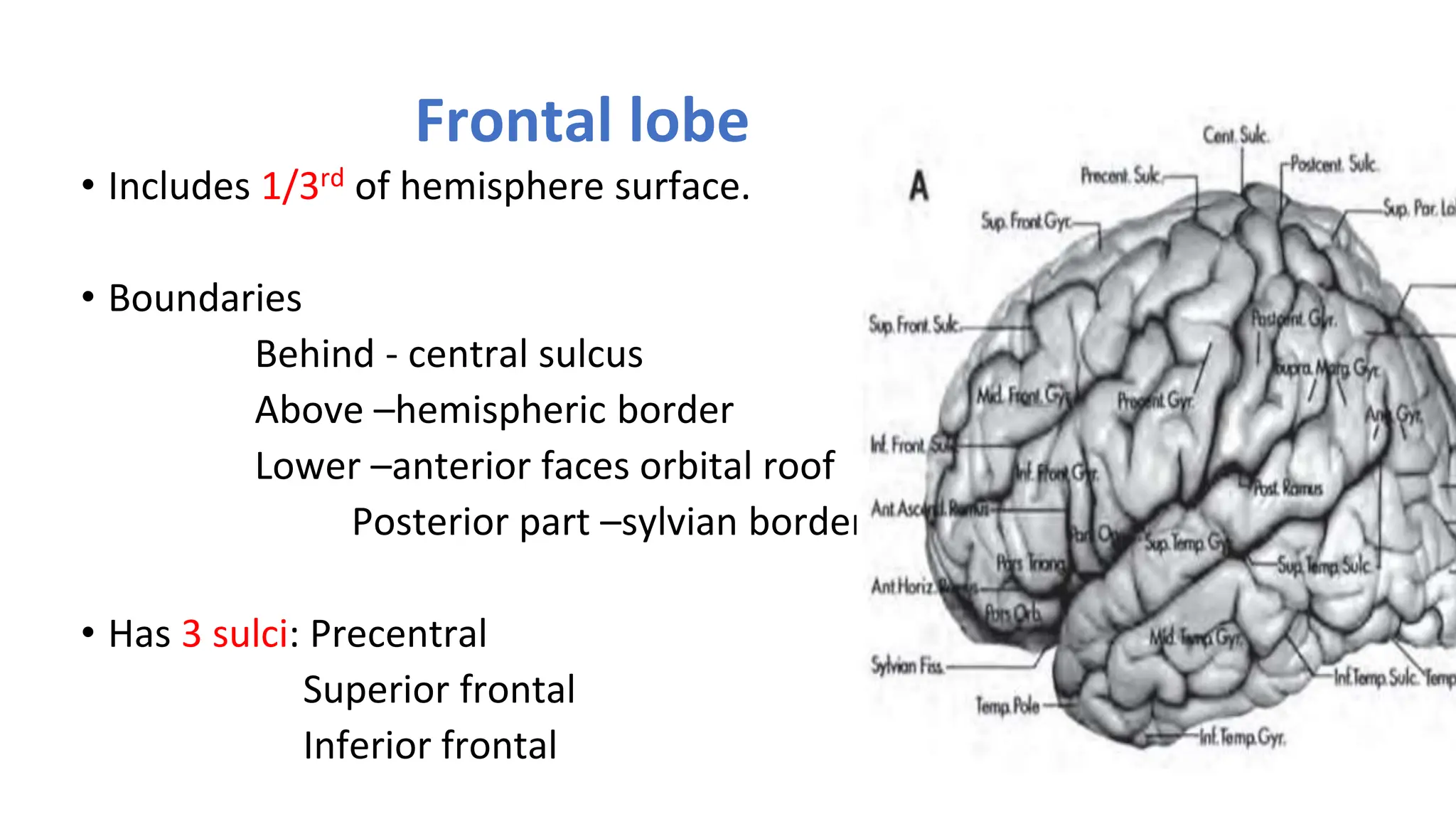 LATERAL SURFACE OF CEREBRAL HEMISPHERE.pptx | Brain and Nervous System ...