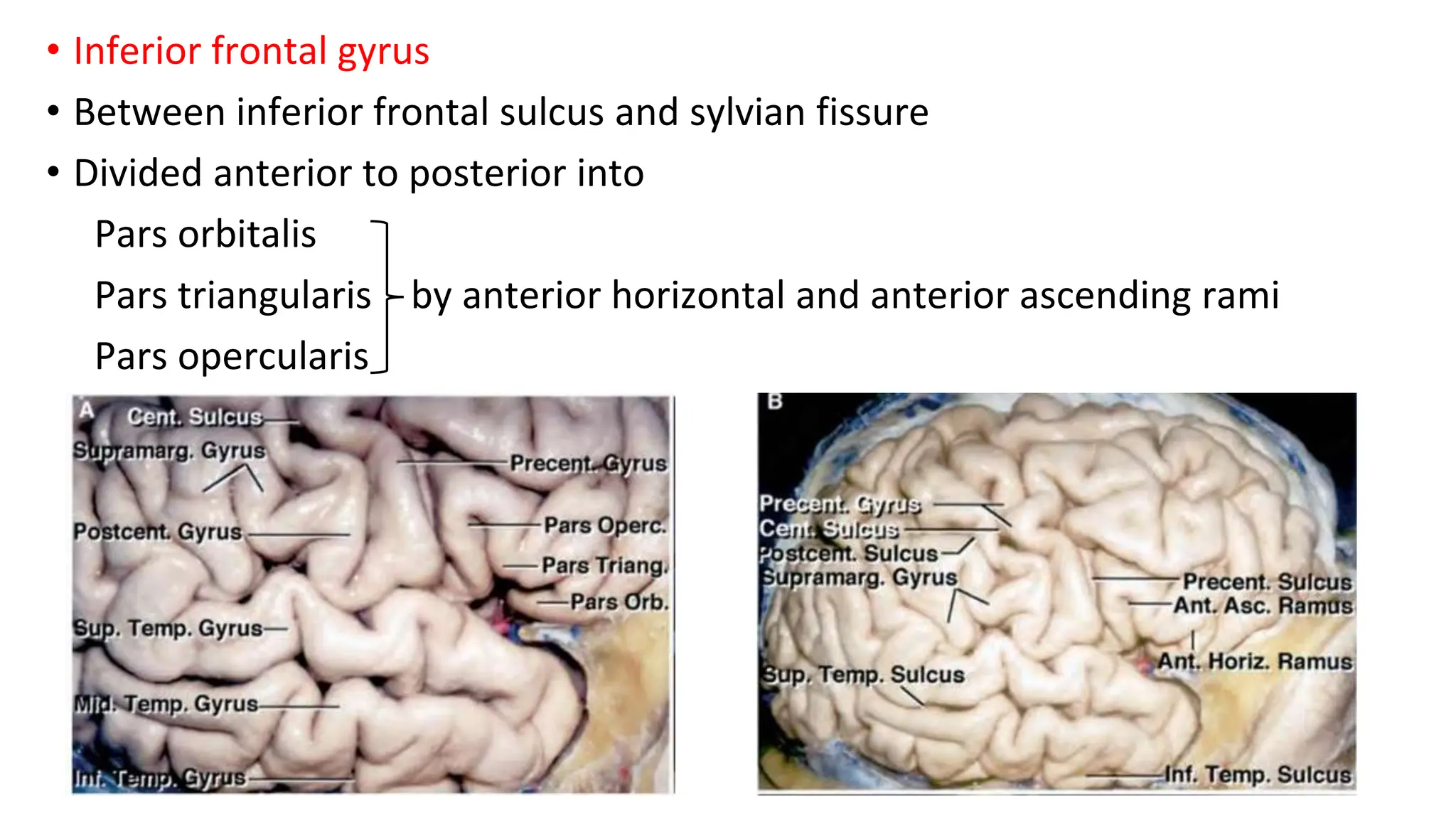 LATERAL SURFACE OF CEREBRAL HEMISPHERE.pptx | Brain and Nervous System ...