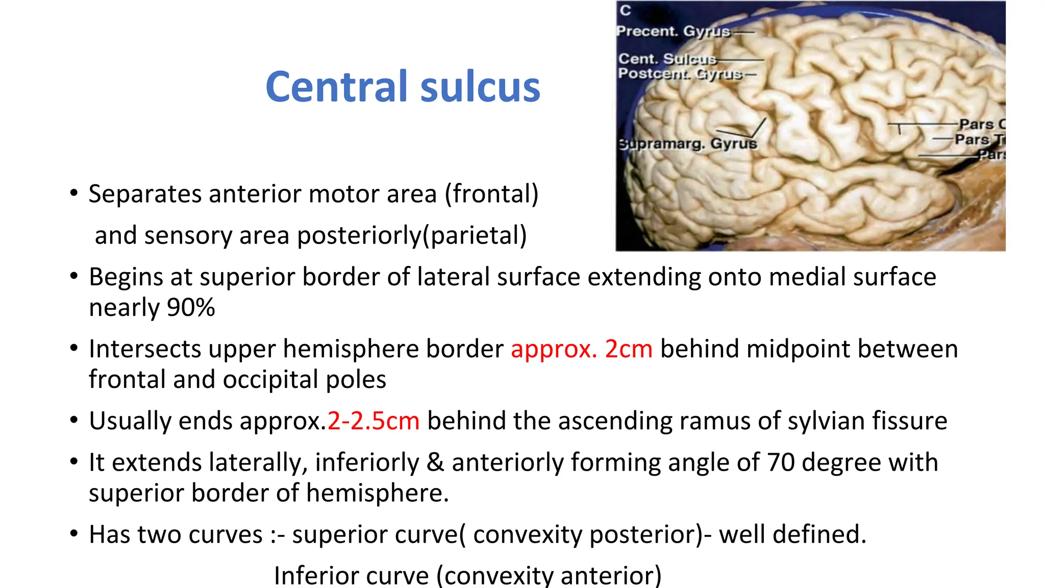 LATERAL SURFACE OF CEREBRAL HEMISPHERE.pptx | Brain and Nervous System Disorders | Diseases and ...