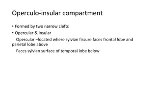 LATERAL SURFACE OF CEREBRAL HEMISPHERE.pptx | Brain and Nervous System ...