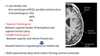 LATERAL SURFACE OF CEREBRAL HEMISPHERE.pptx | Brain and Nervous System Disorders | Diseases and ...