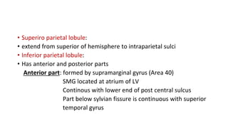 LATERAL SURFACE OF CEREBRAL HEMISPHERE.pptx