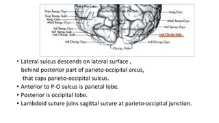 LATERAL SURFACE OF CEREBRAL HEMISPHERE.pptx