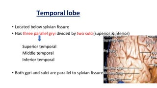 LATERAL SURFACE OF CEREBRAL HEMISPHERE.pptx