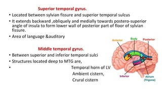 LATERAL SURFACE OF CEREBRAL HEMISPHERE.pptx